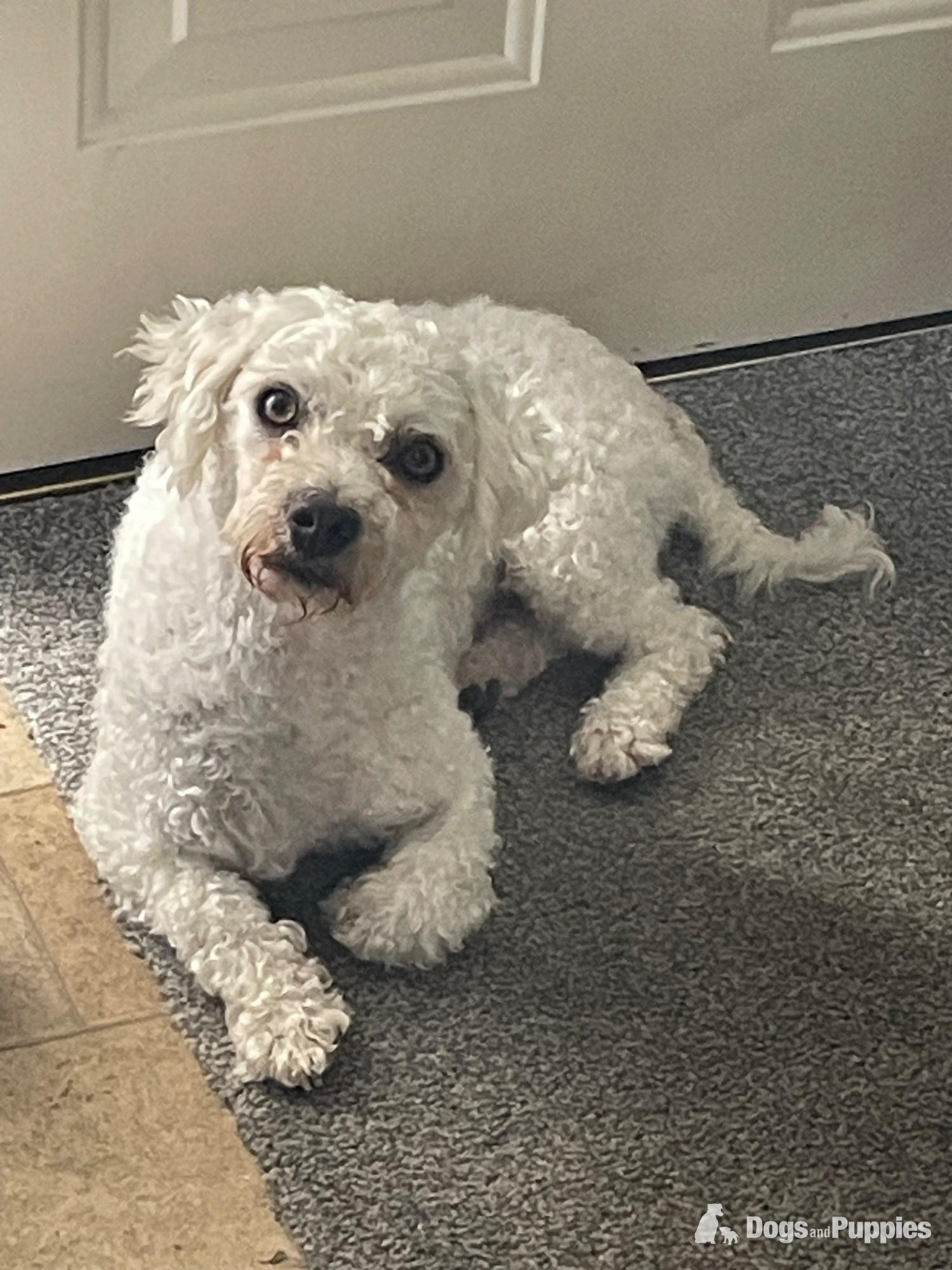 Bichon frise / Maltese Male in Pulborough