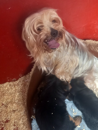 Delightful Yorkshire Terrier puppies ready now. in Spalding